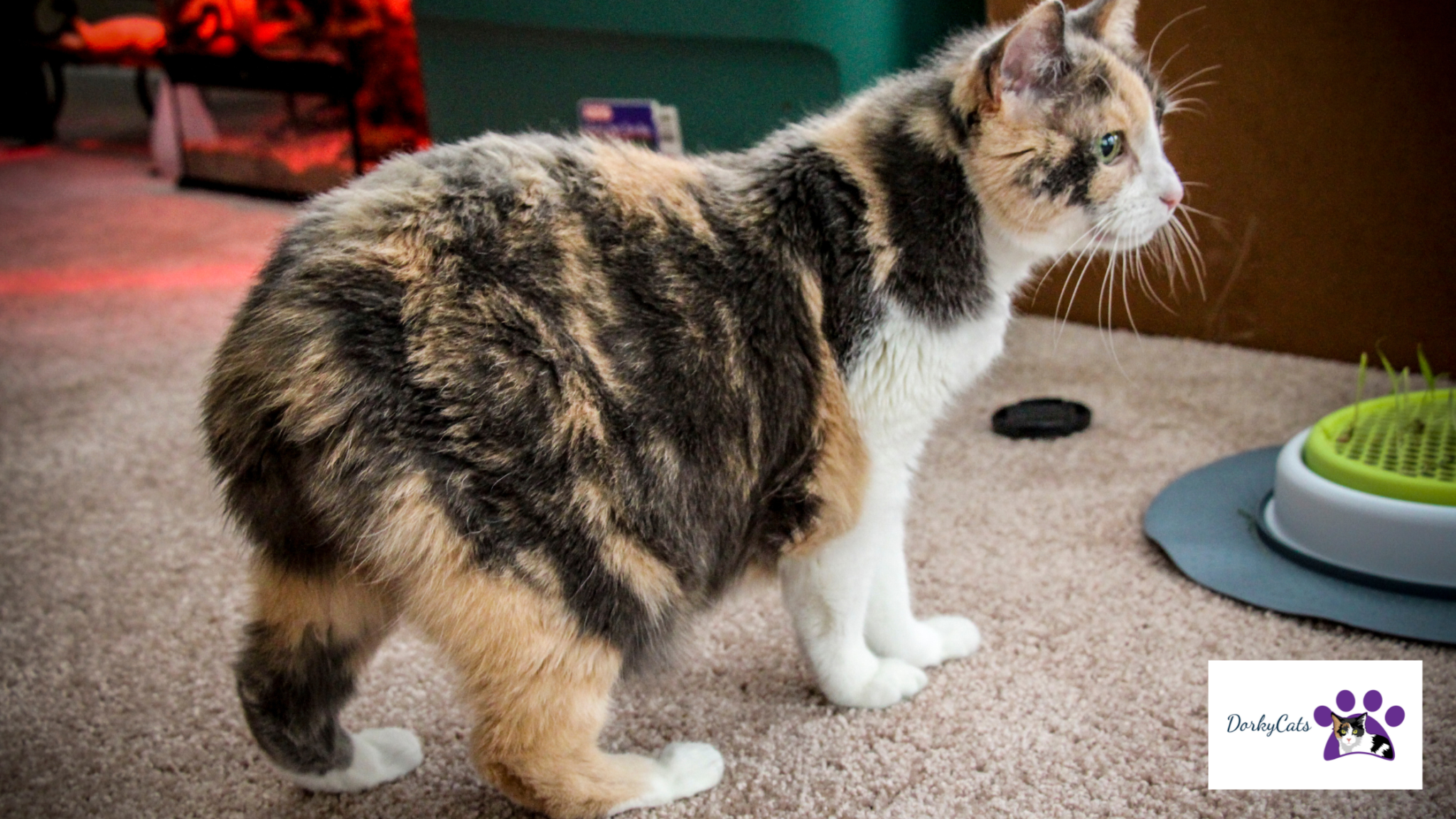 19+ LAP CAT BREEDS TO LOVE! [AND CUDDLE WITH] - DorkyCats