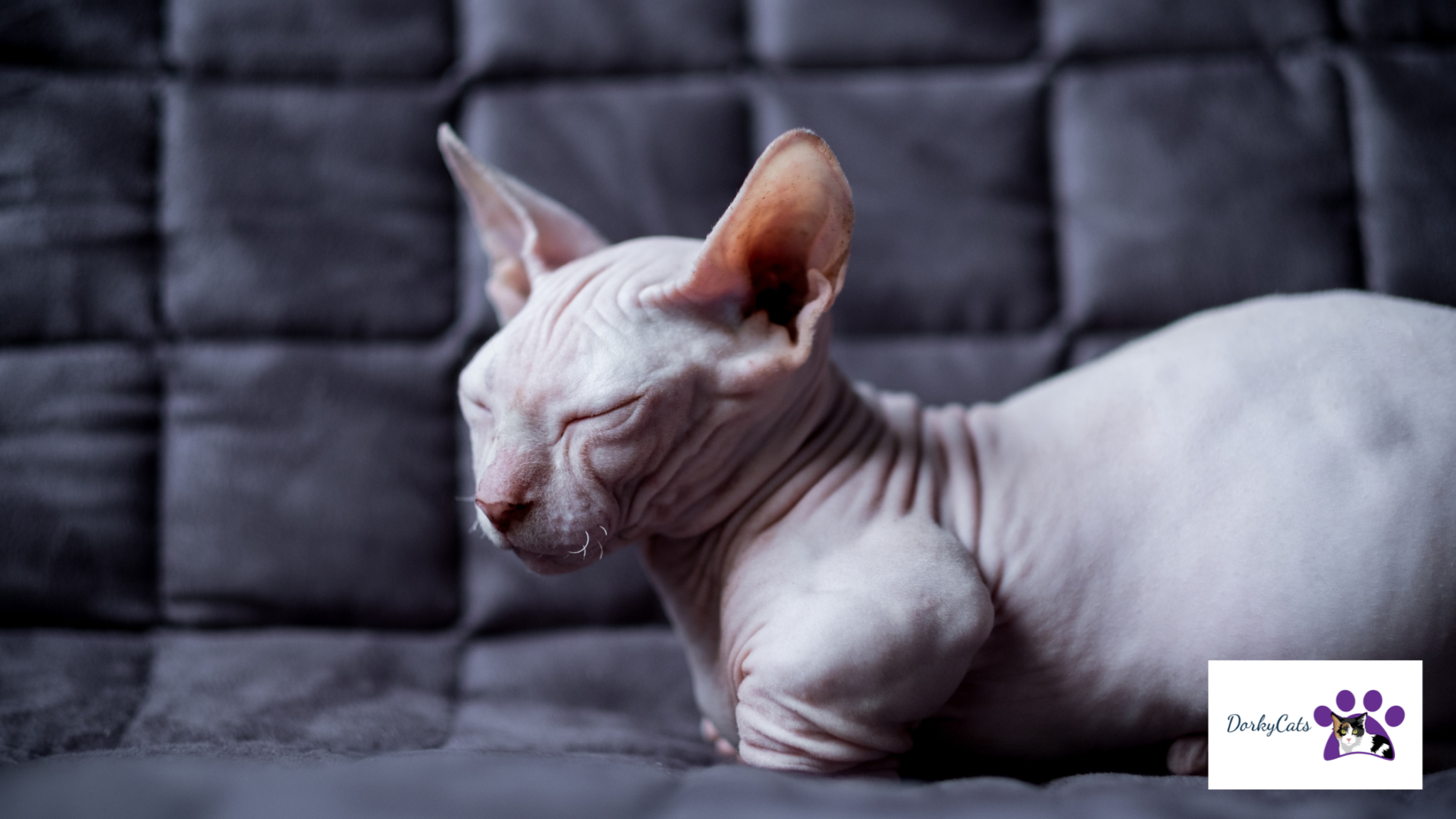 17+ SMALL SIZE CAT BREEDS YOU WILL ADORE! - DorkyCats