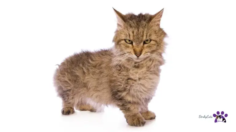 17+ SMALL SIZE CAT BREEDS YOU WILL ADORE! - DorkyCats