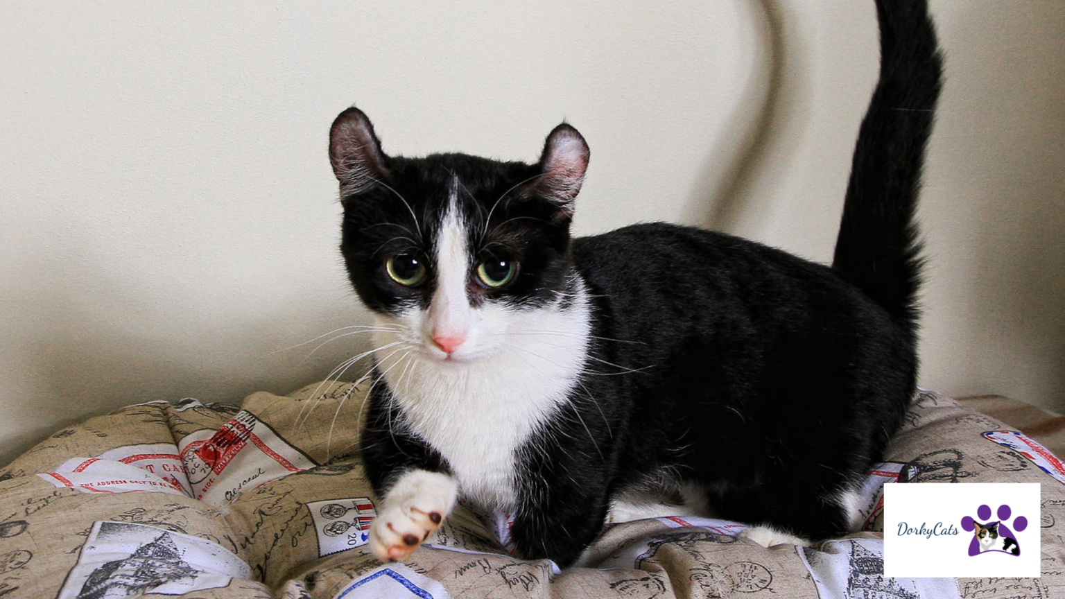 17+ SMALL SIZE CAT BREEDS YOU WILL ADORE! - DorkyCats