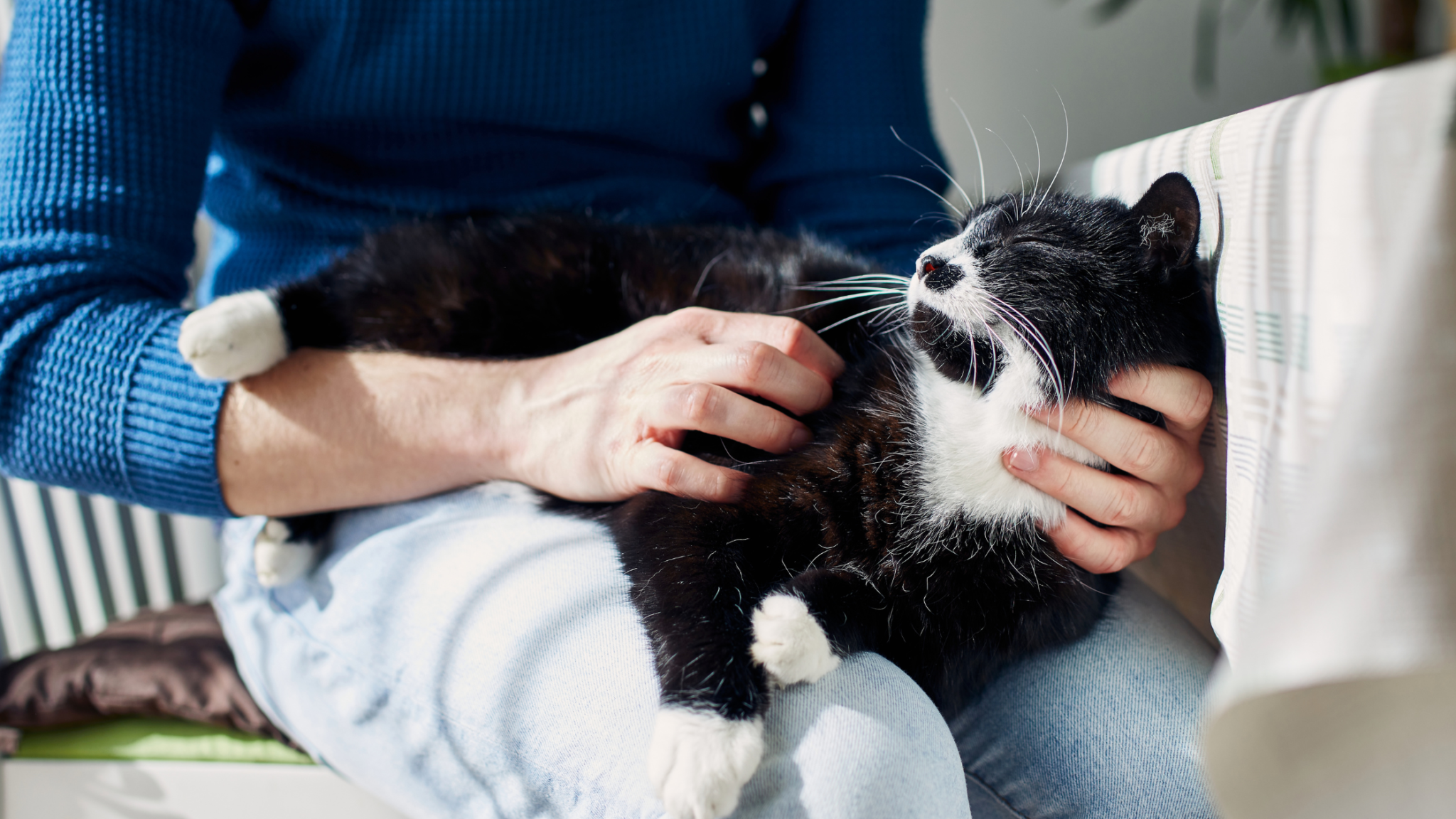 19+ CAT POSITIONS MEANING [WHILE SLEEPING OR AWAKE]