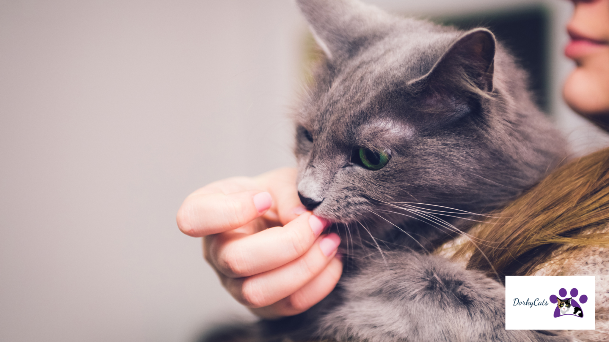 DO CATS GET PROTECTIVE OF THEIR OWNERS? [9+ SIGNS THEY ARE]