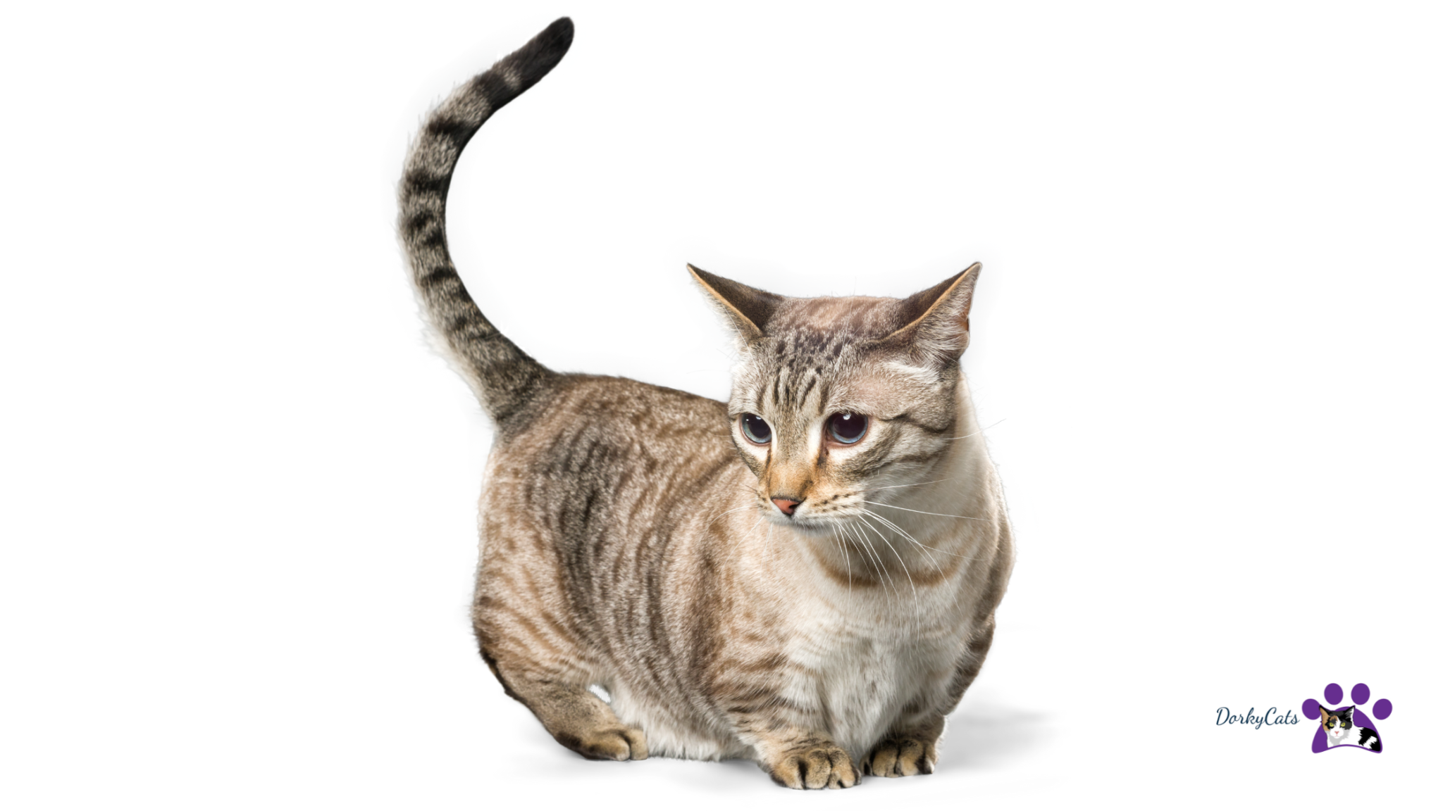 17+ SMALL SIZE CAT BREEDS YOU WILL ADORE! - DorkyCats