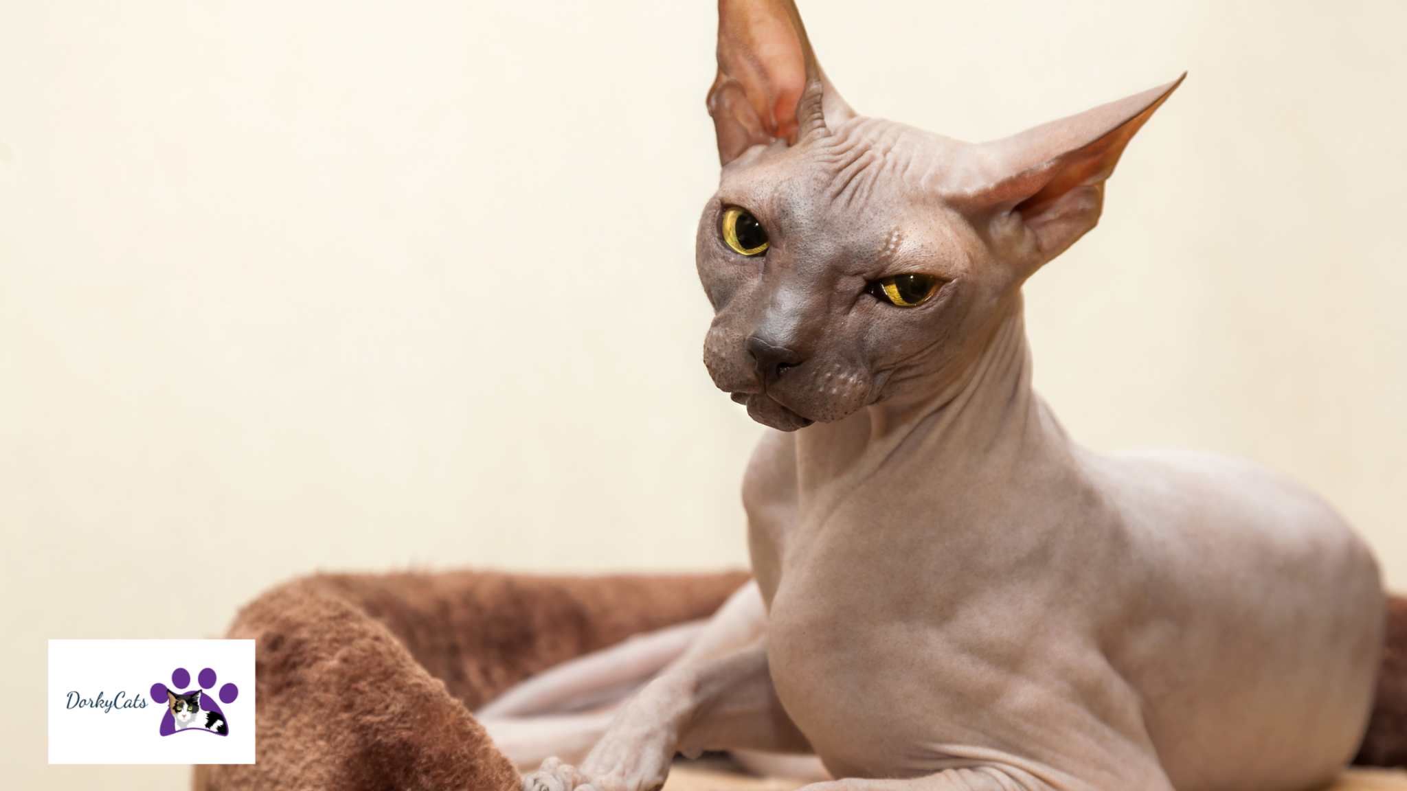 17+ SMALL SIZE CAT BREEDS YOU WILL ADORE! - DorkyCats