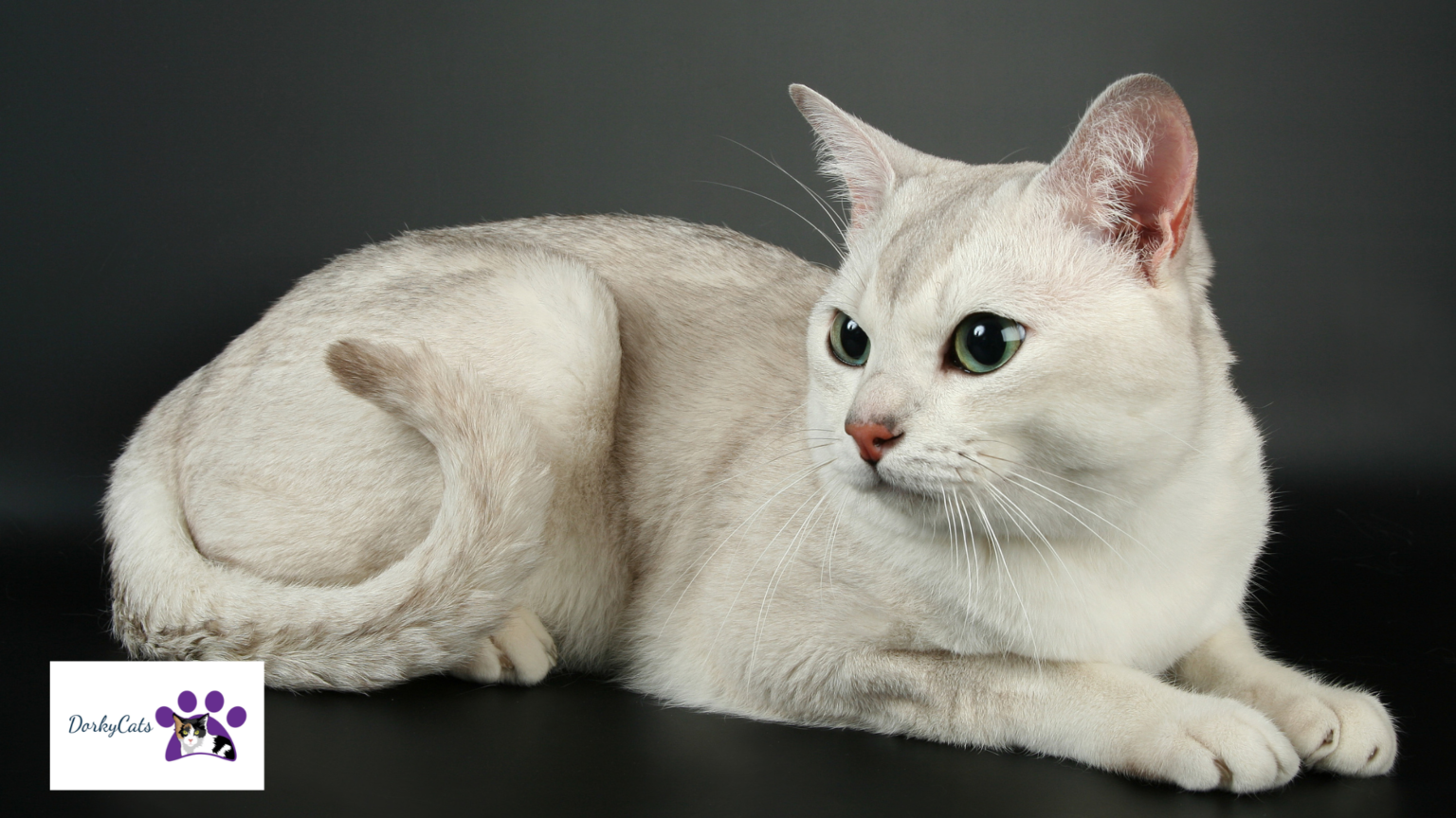 17+ SMALL SIZE CAT BREEDS YOU WILL ADORE! - DorkyCats