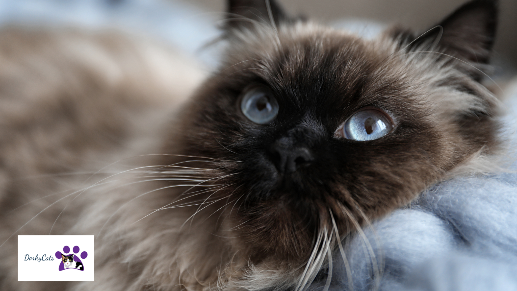 17+ SMALL SIZE CAT BREEDS YOU WILL ADORE! - DorkyCats