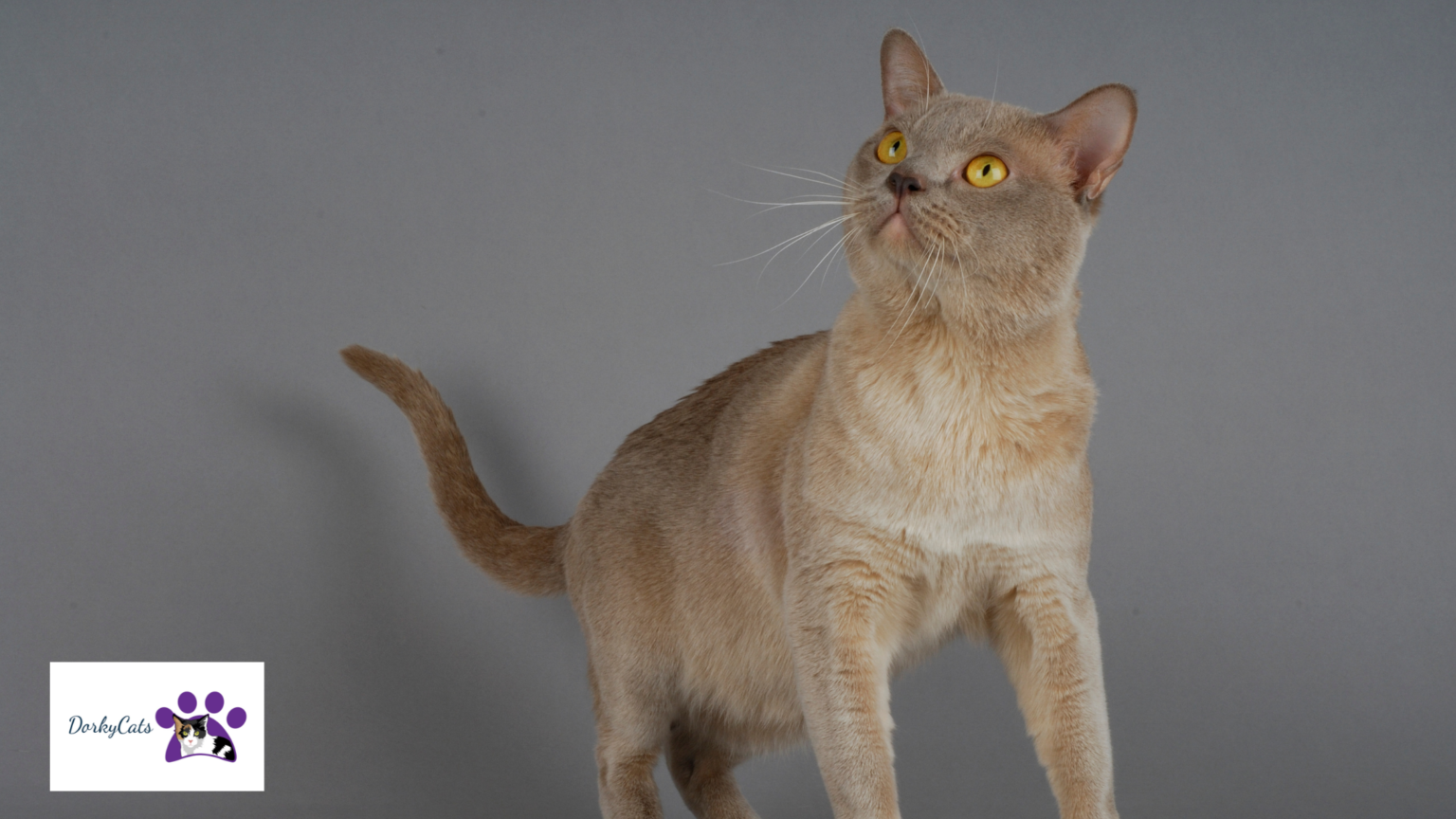 17+ SMALL SIZE CAT BREEDS YOU WILL ADORE! - DorkyCats