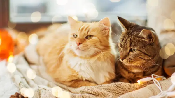 SHOULD I GET A SECOND CAT? 9+ REASONS YOU SHOULD AND SHOULD NOT - DorkyCats