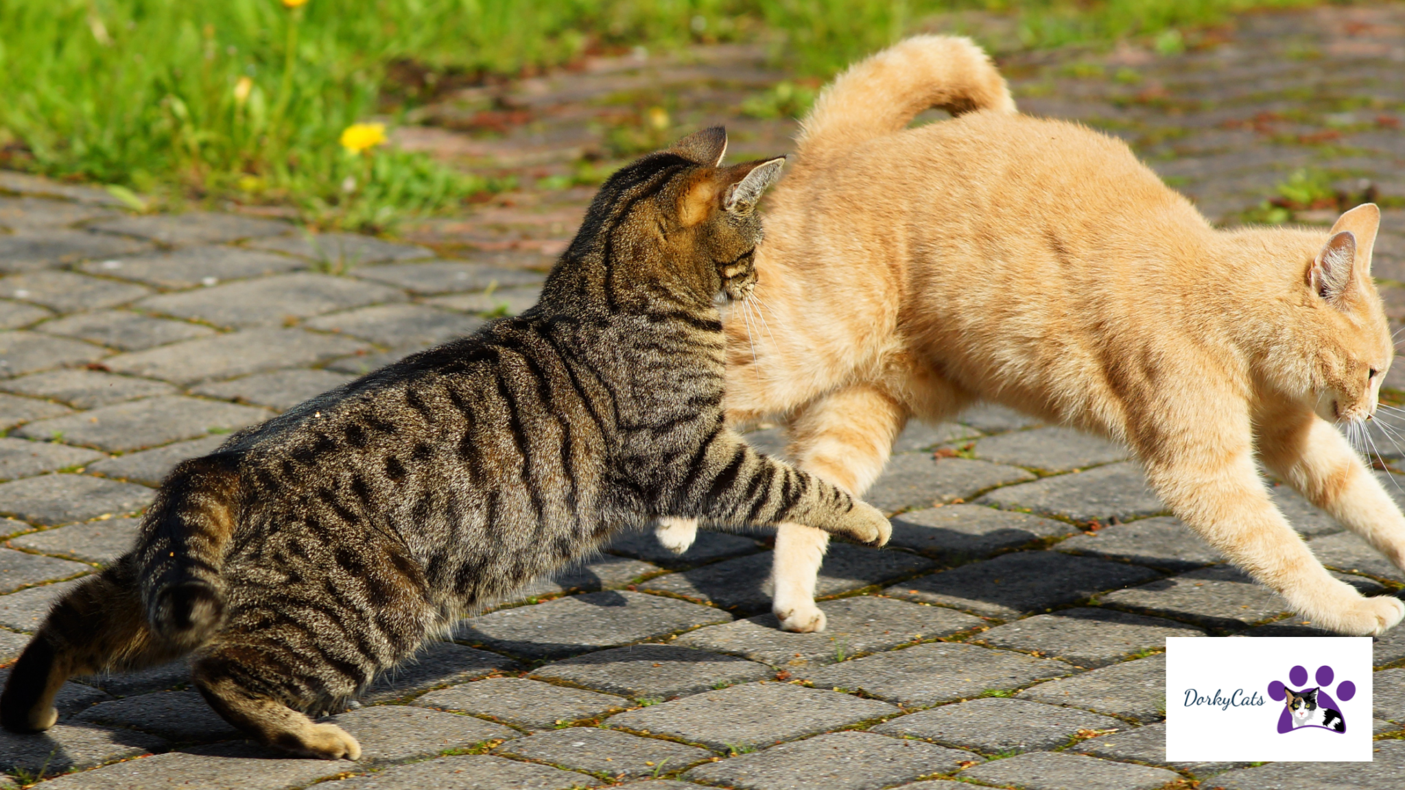 SHOULD I GET A SECOND CAT? 9+ REASONS YOU SHOULD AND SHOULD NOT - DorkyCats