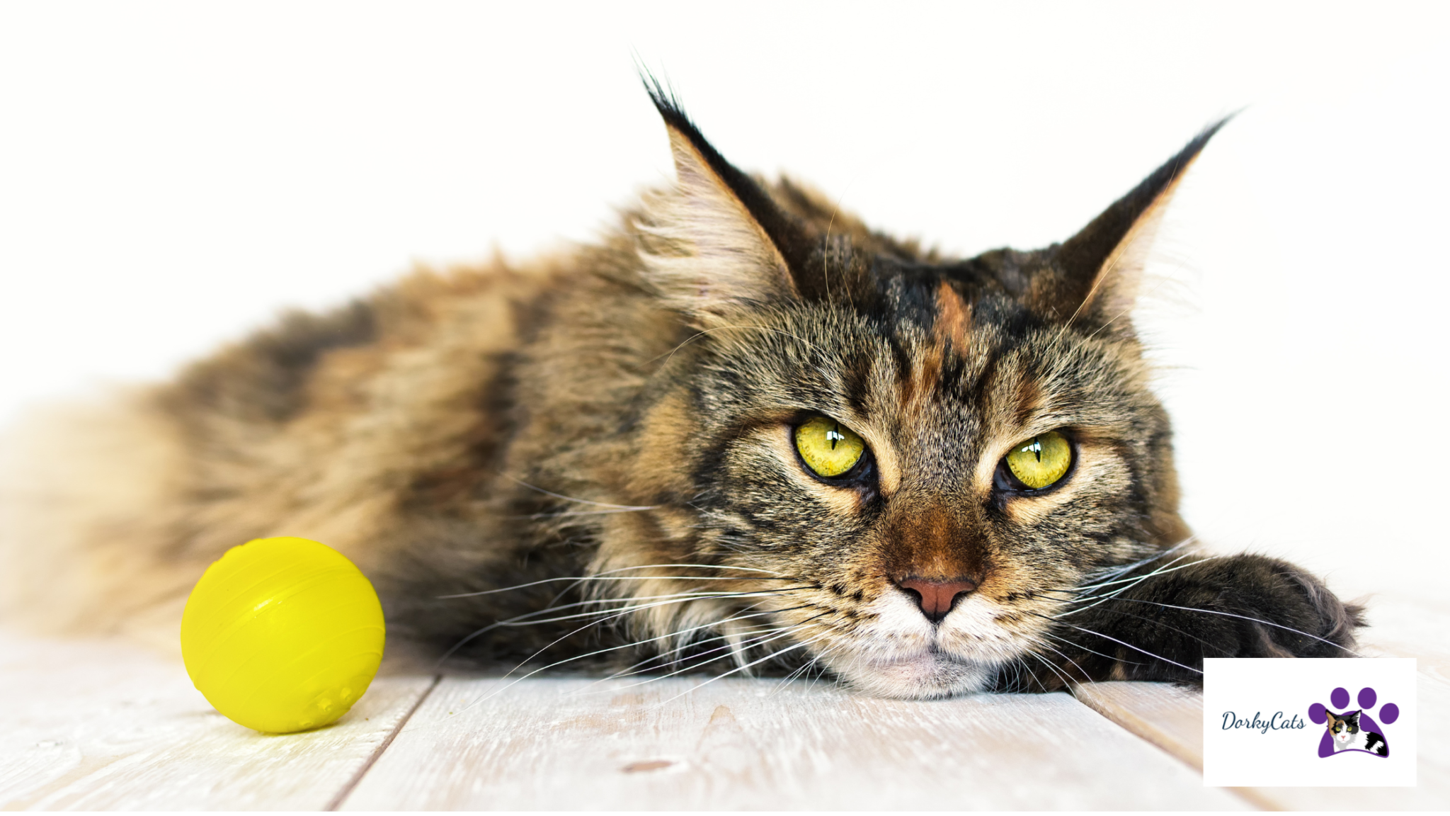 15+ BEAUTIFUL BIG SIZE CAT BREEDS TO DISCOVER! - DorkyCats