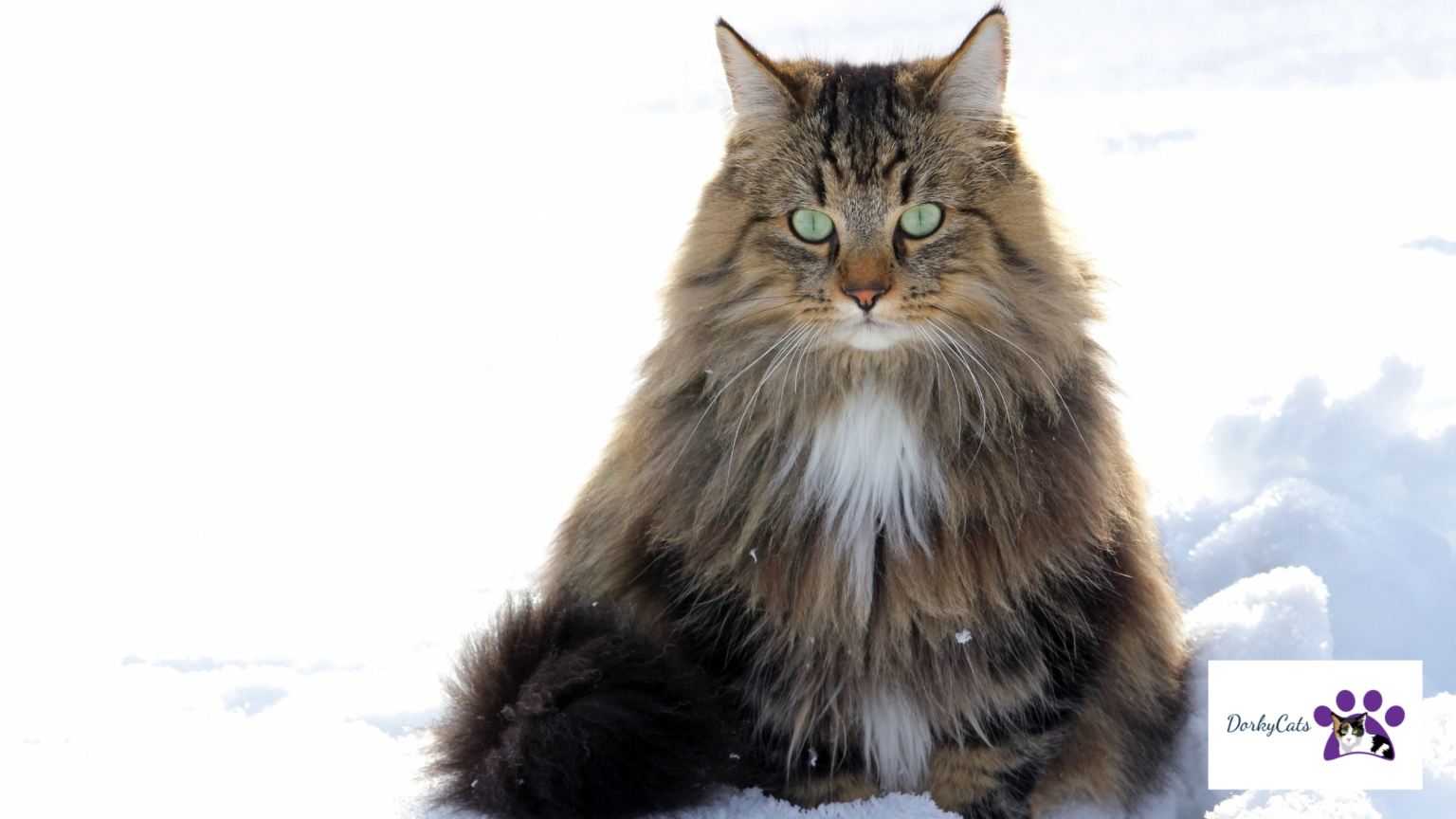 15+ BEAUTIFUL BIG SIZE CAT BREEDS TO DISCOVER! - DorkyCats