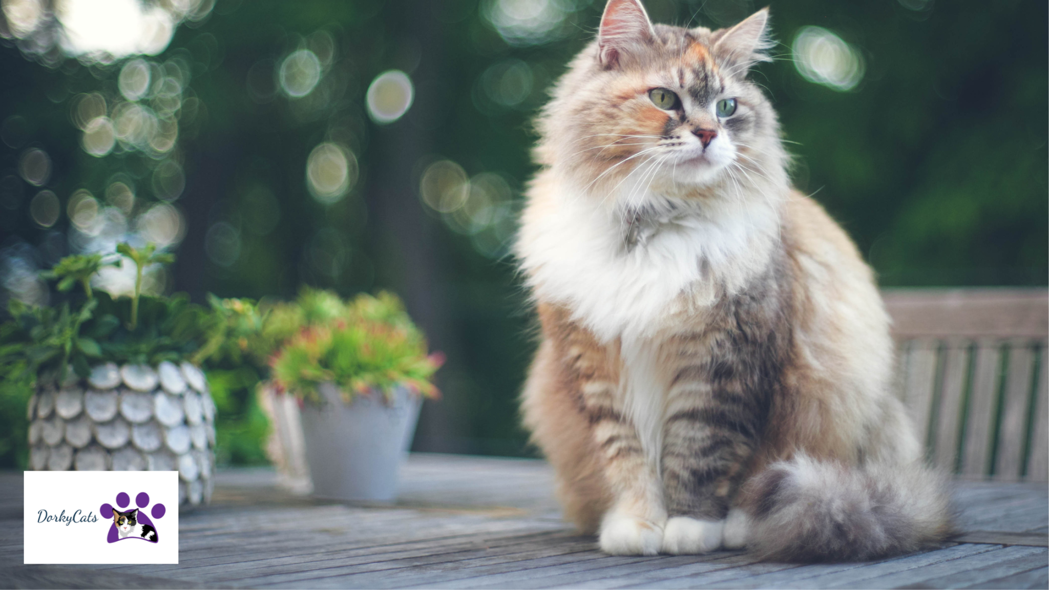 15+ BEAUTIFUL BIG SIZE CAT BREEDS TO DISCOVER! - DorkyCats