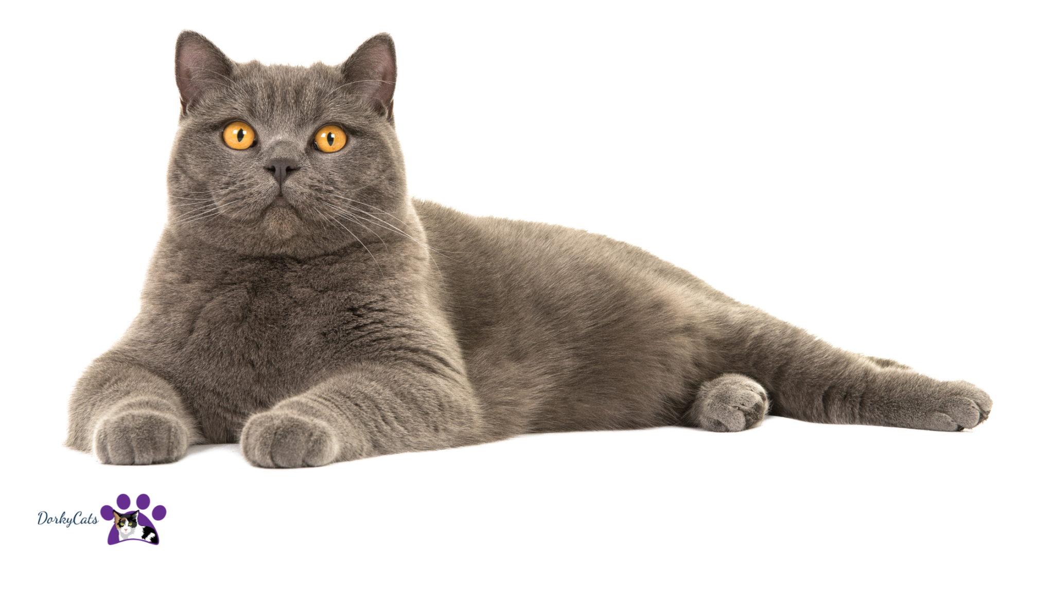 15+ BEAUTIFUL BIG SIZE CAT BREEDS TO DISCOVER! - DorkyCats