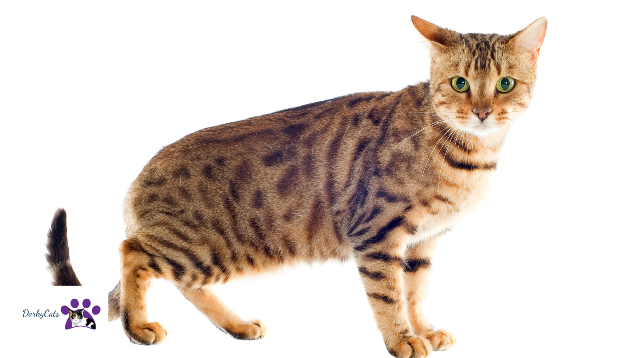 15+ BEAUTIFUL BIG SIZE CAT BREEDS TO DISCOVER! - DorkyCats