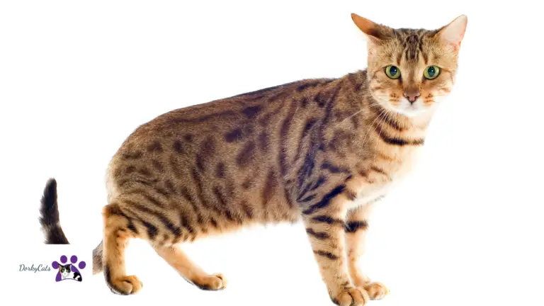 15+ BEAUTIFUL BIG SIZE CAT BREEDS TO DISCOVER! - DorkyCats