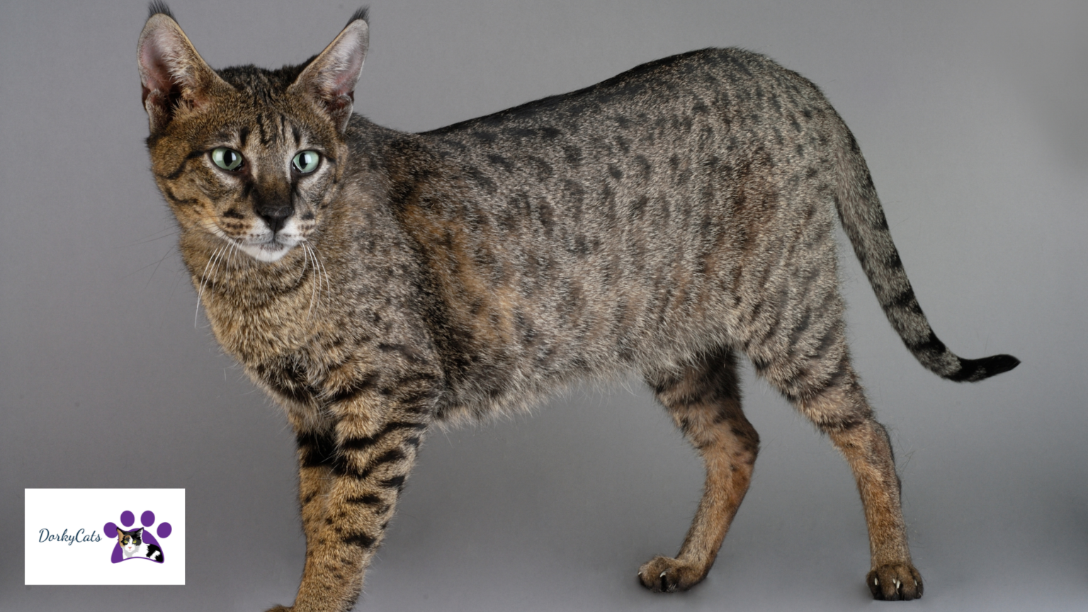 15+ BEAUTIFUL BIG SIZE CAT BREEDS TO DISCOVER! - DorkyCats