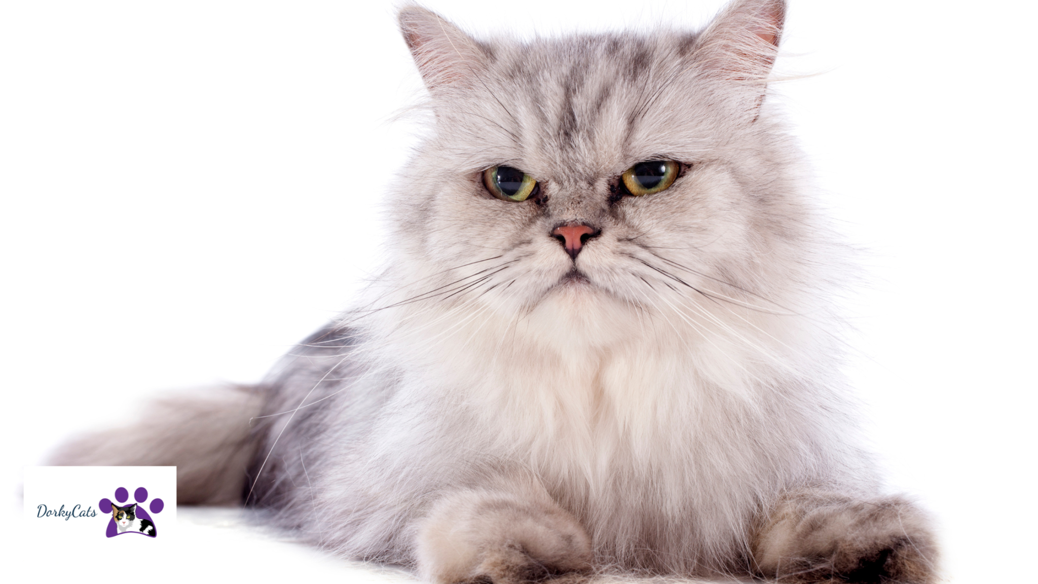 15+ BEAUTIFUL BIG SIZE CAT BREEDS TO DISCOVER! - DorkyCats