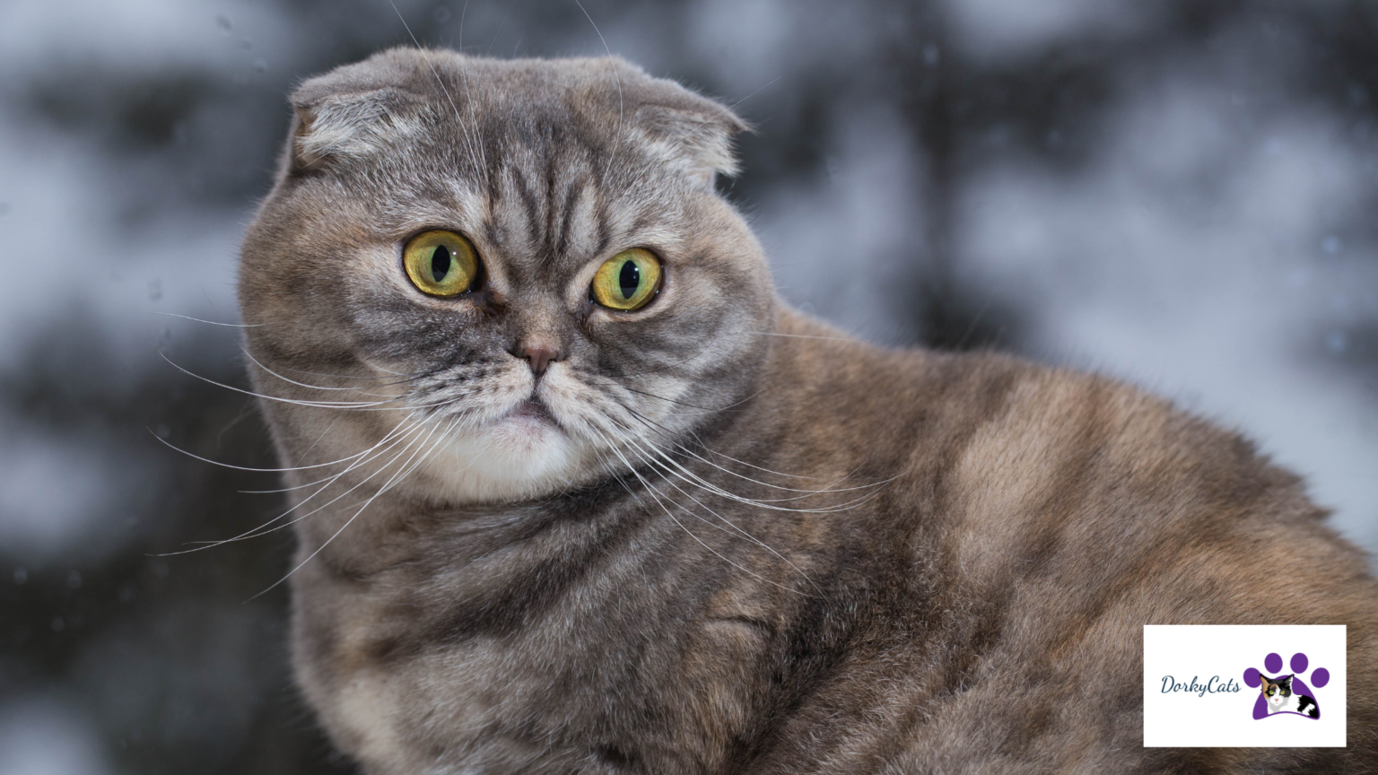 15+ BEAUTIFUL BIG SIZE CAT BREEDS TO DISCOVER! - DorkyCats