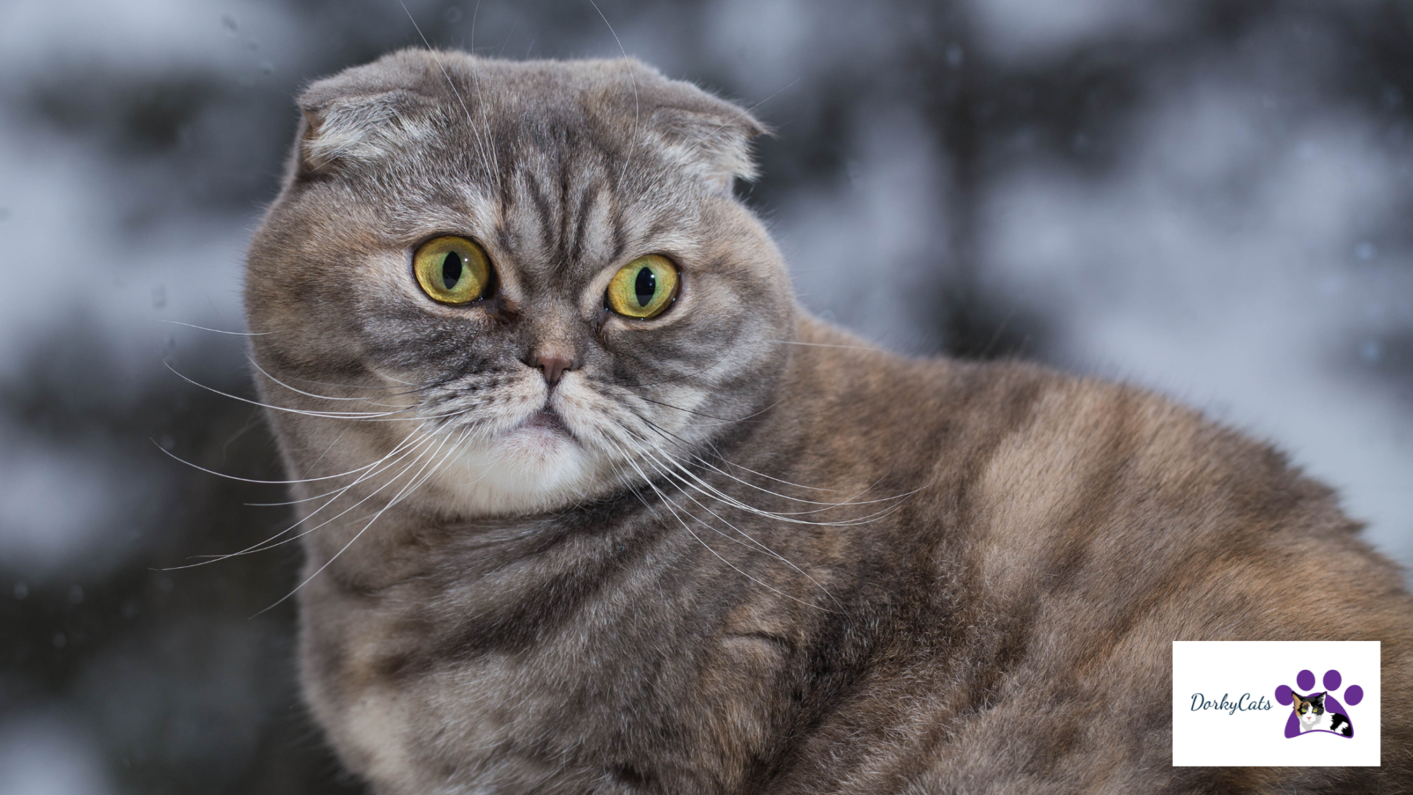 15+ BEAUTIFUL BIG SIZE CAT BREEDS TO DISCOVER! - DorkyCats