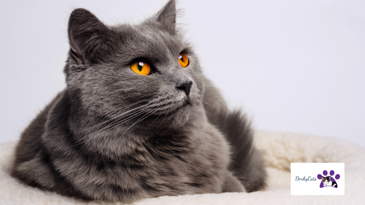 15+ BEAUTIFUL BIG SIZE CAT BREEDS TO DISCOVER! - DorkyCats