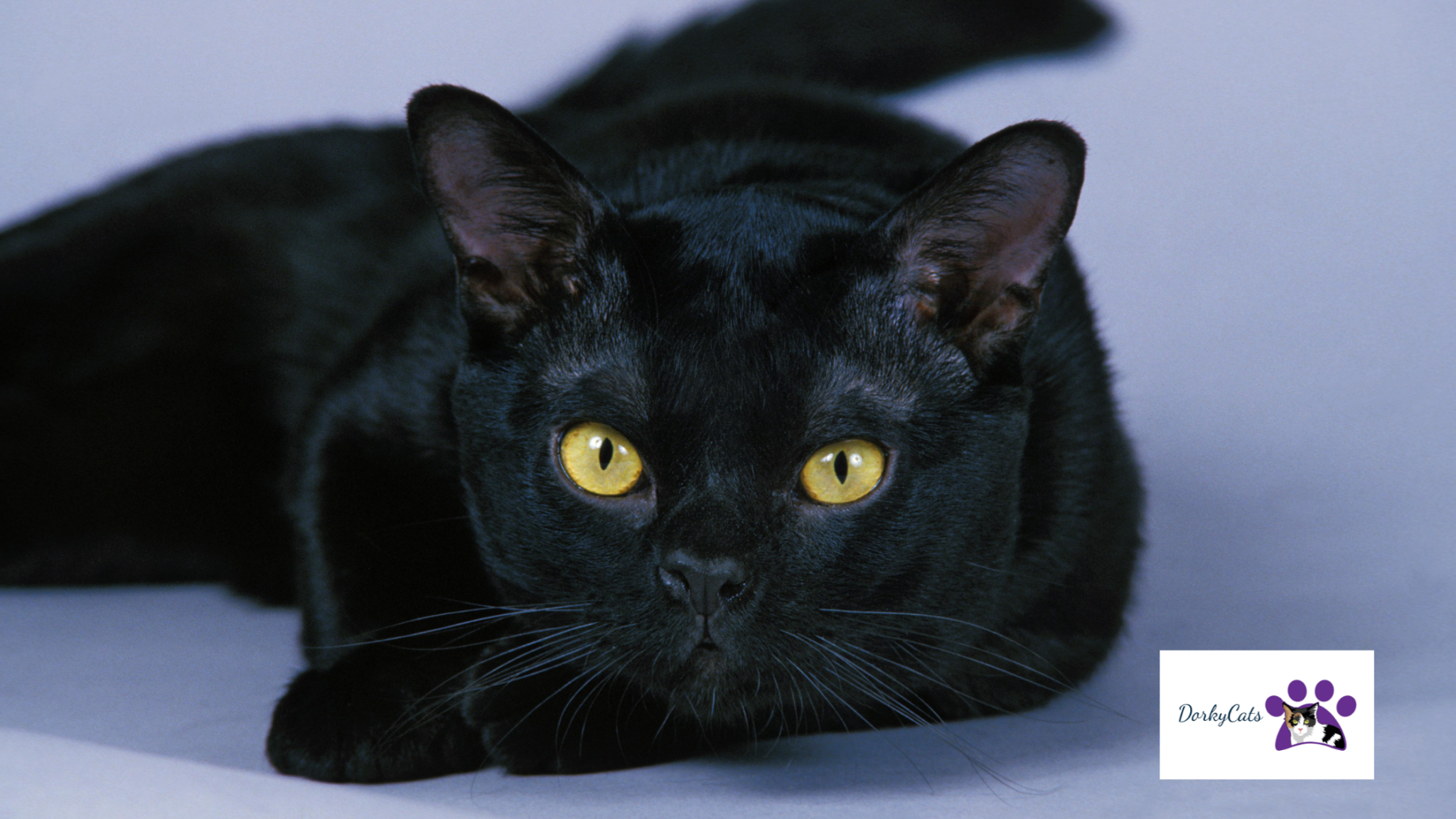 15+ BEAUTIFUL BIG SIZE CAT BREEDS TO DISCOVER! - DorkyCats