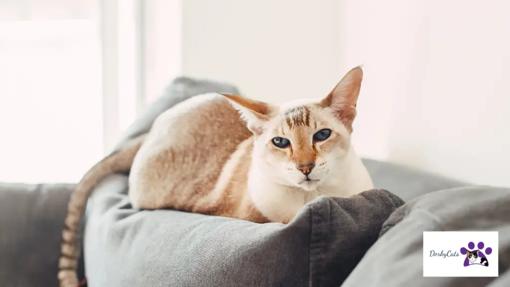 11+ STUNNING TRAINABLE CAT BREEDS [TALENTED CATS] - DorkyCats