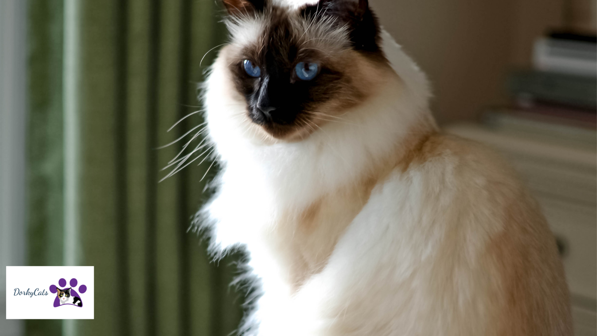 15+ MOST BEAUTIFUL CAT BREEDS FOR CAT LOVERS! - DorkyCats