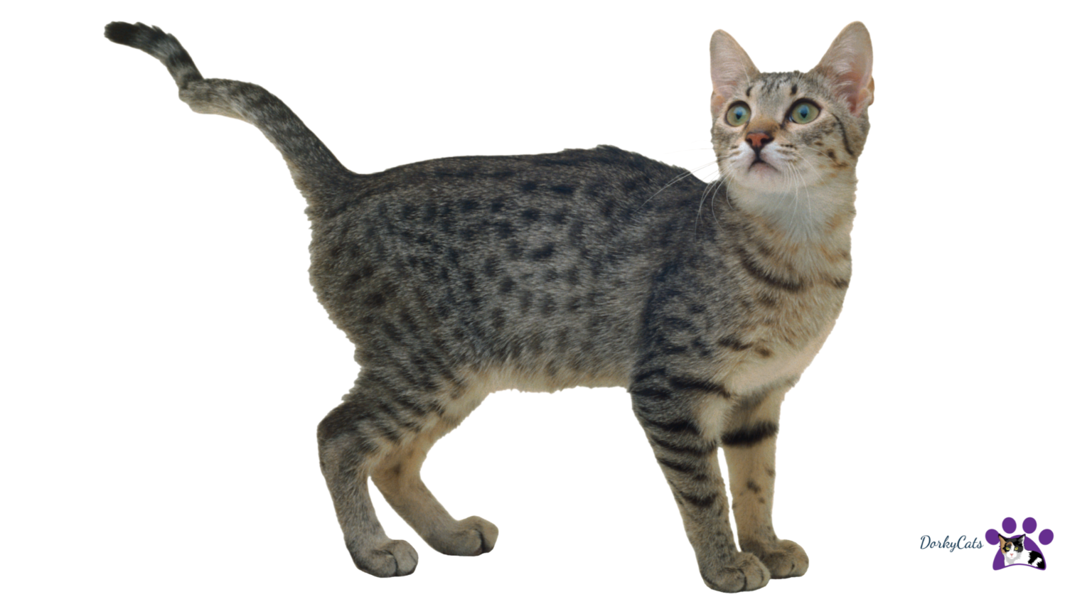 15+ MOST BEAUTIFUL CAT BREEDS FOR CAT LOVERS! - DorkyCats