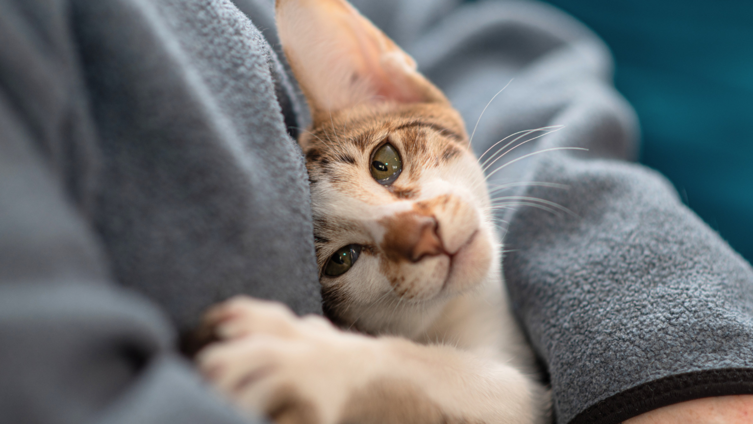 19+ CAT POSITIONS MEANING [WHILE SLEEPING OR AWAKE]