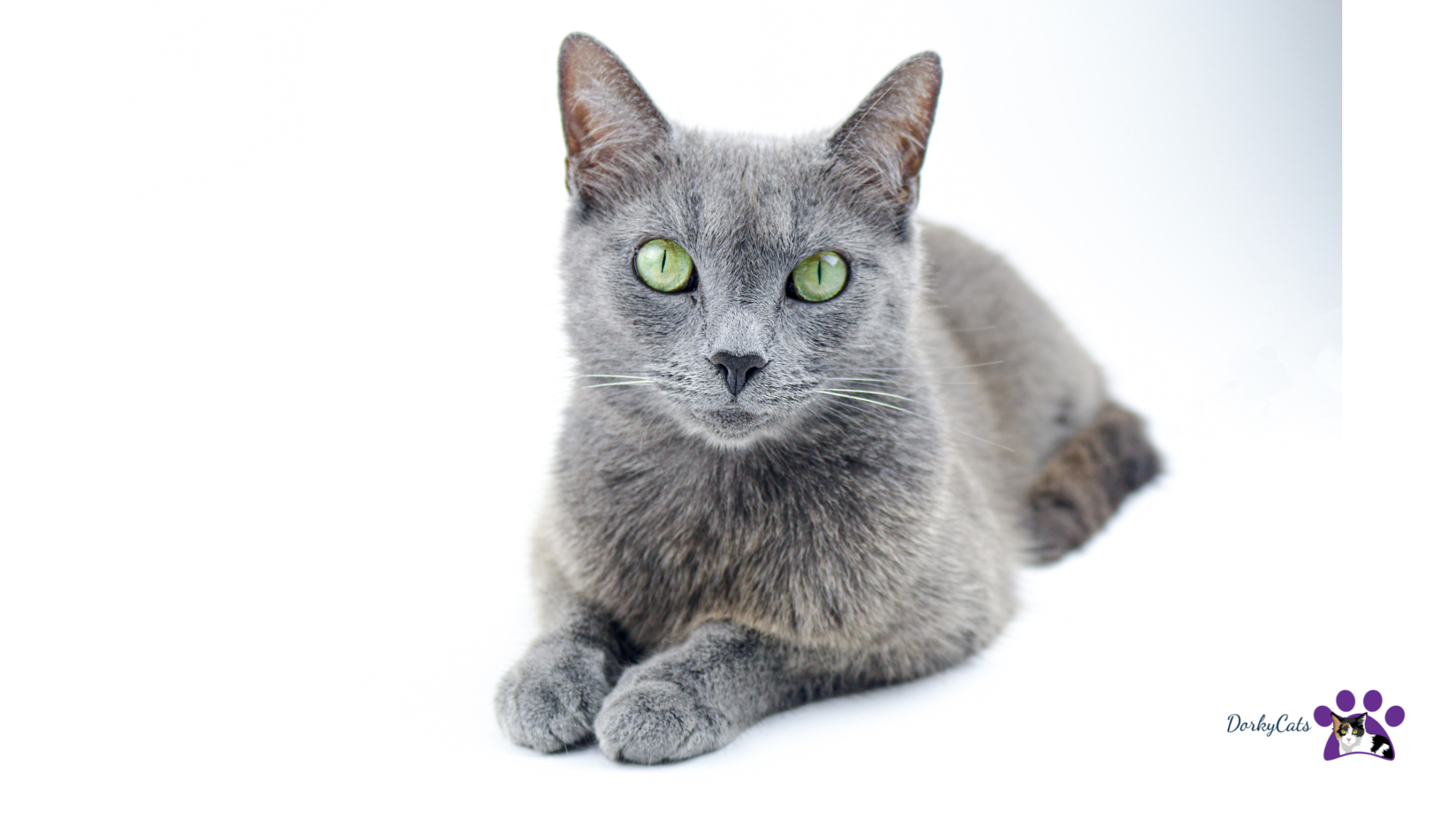 15+ MOST BEAUTIFUL CAT BREEDS FOR CAT LOVERS! - DorkyCats