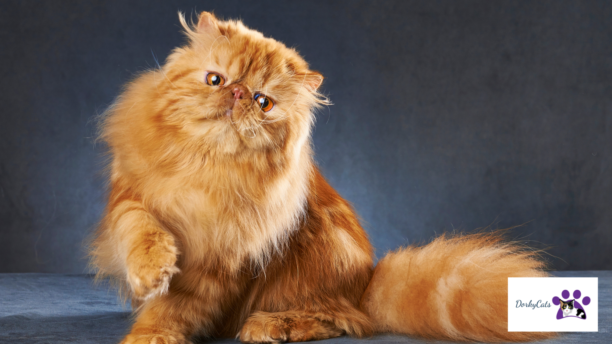 15+ MOST BEAUTIFUL CAT BREEDS FOR CAT LOVERS! - DorkyCats