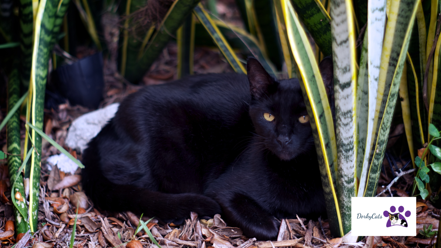 11+ STUNNING TRAINABLE CAT BREEDS [TALENTED CATS] - DorkyCats