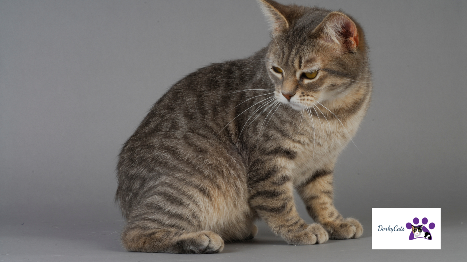 11+ STUNNING TRAINABLE CAT BREEDS [TALENTED CATS] - DorkyCats