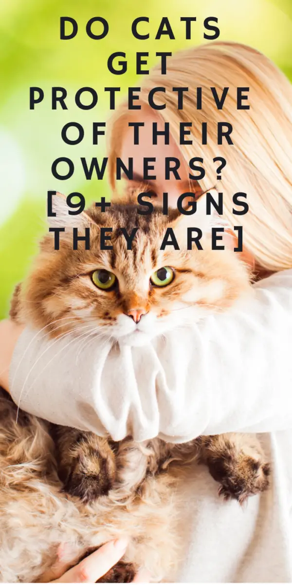 DO CATS GET PROTECTIVE OF THEIR OWNERS? [9+ SIGNS THEY ARE]