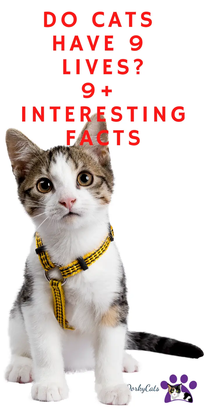 DO CATS HAVE 9 LIVES? 9+ INTERESTING FACTS
