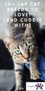 19+ LAP CAT BREEDS TO LOVE! [AND CUDDLE WITH] - DorkyCats