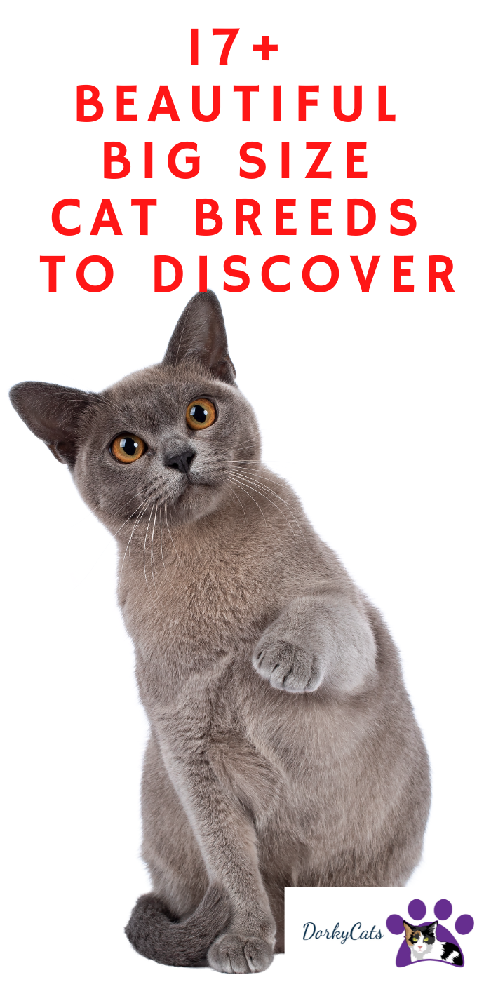 15+ BEAUTIFUL BIG SIZE CAT BREEDS TO DISCOVER! - DorkyCats