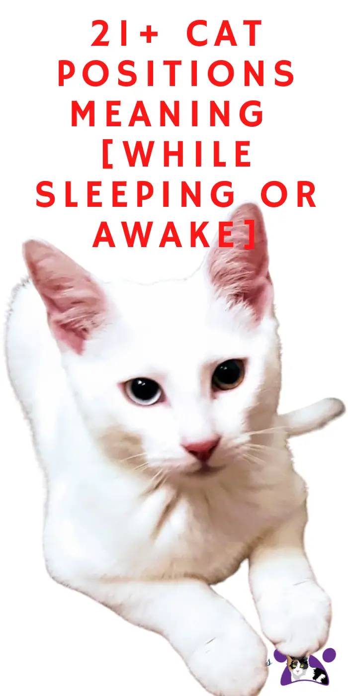 19+ CAT POSITIONS MEANING [WHILE SLEEPING OR AWAKE]