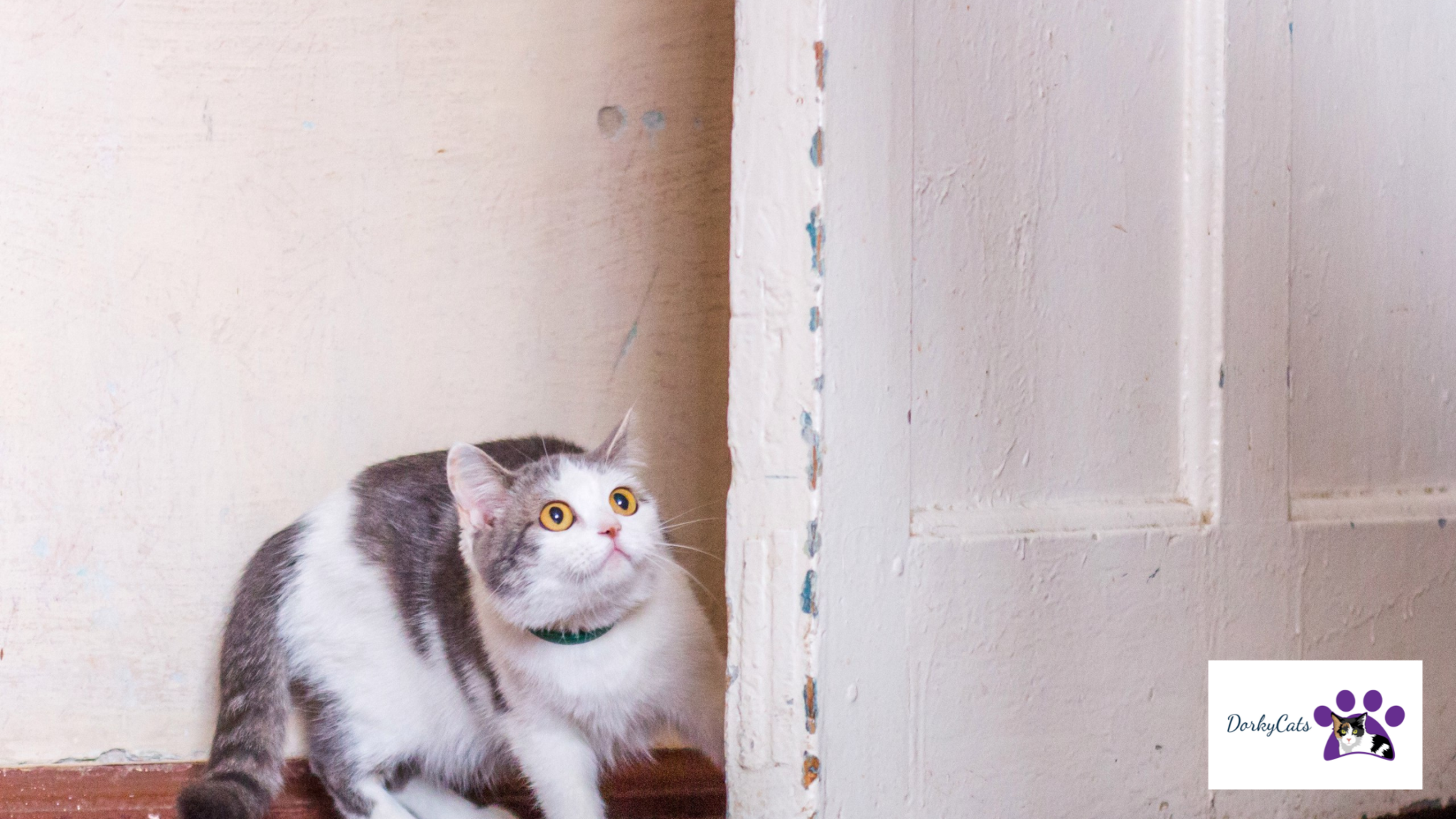 HOW TO KNOW IF YOUR CAT SEES A GHOST? 7+ REVEALING SIGNS - DorkyCats