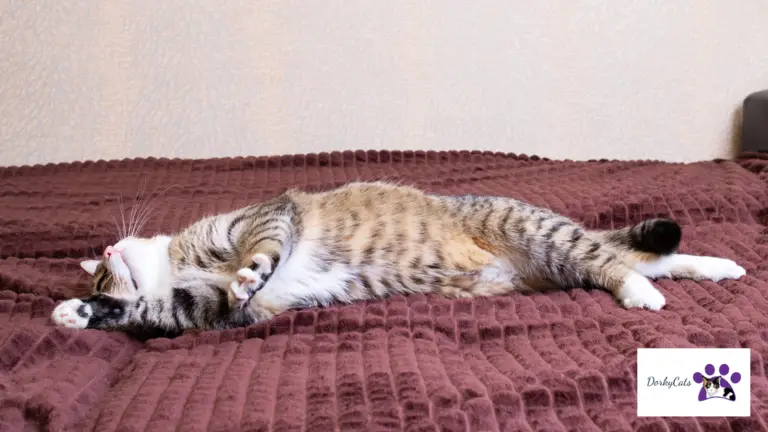 19+ CAT POSITIONS MEANING [WHILE SLEEPING OR AWAKE]