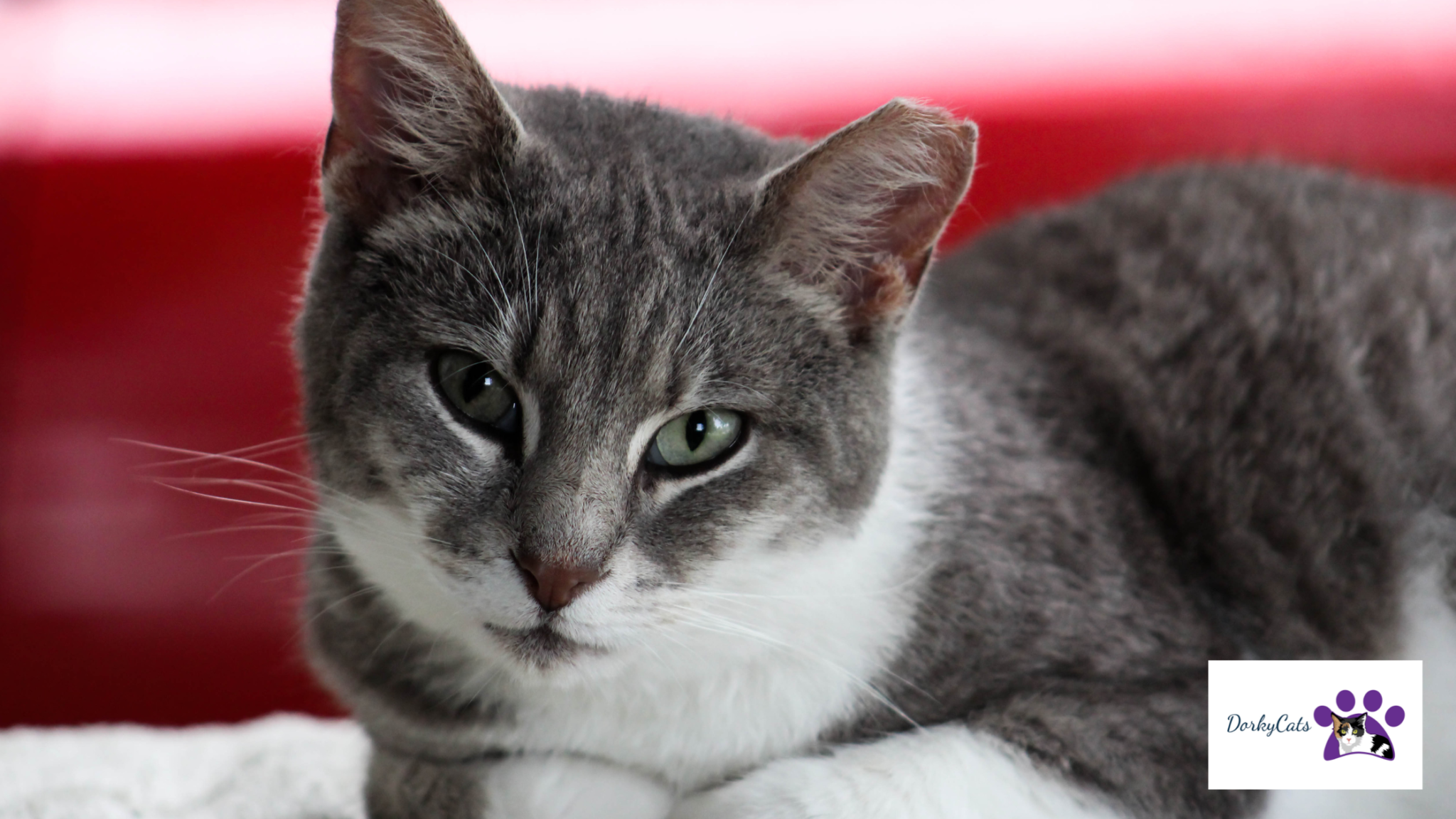 19+ CAT POSITIONS MEANING [WHILE SLEEPING OR AWAKE]