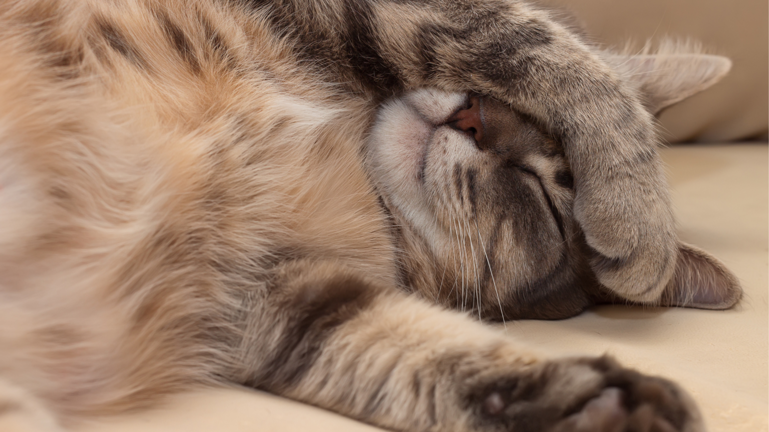 19+ CAT POSITIONS MEANING [WHILE SLEEPING OR AWAKE]