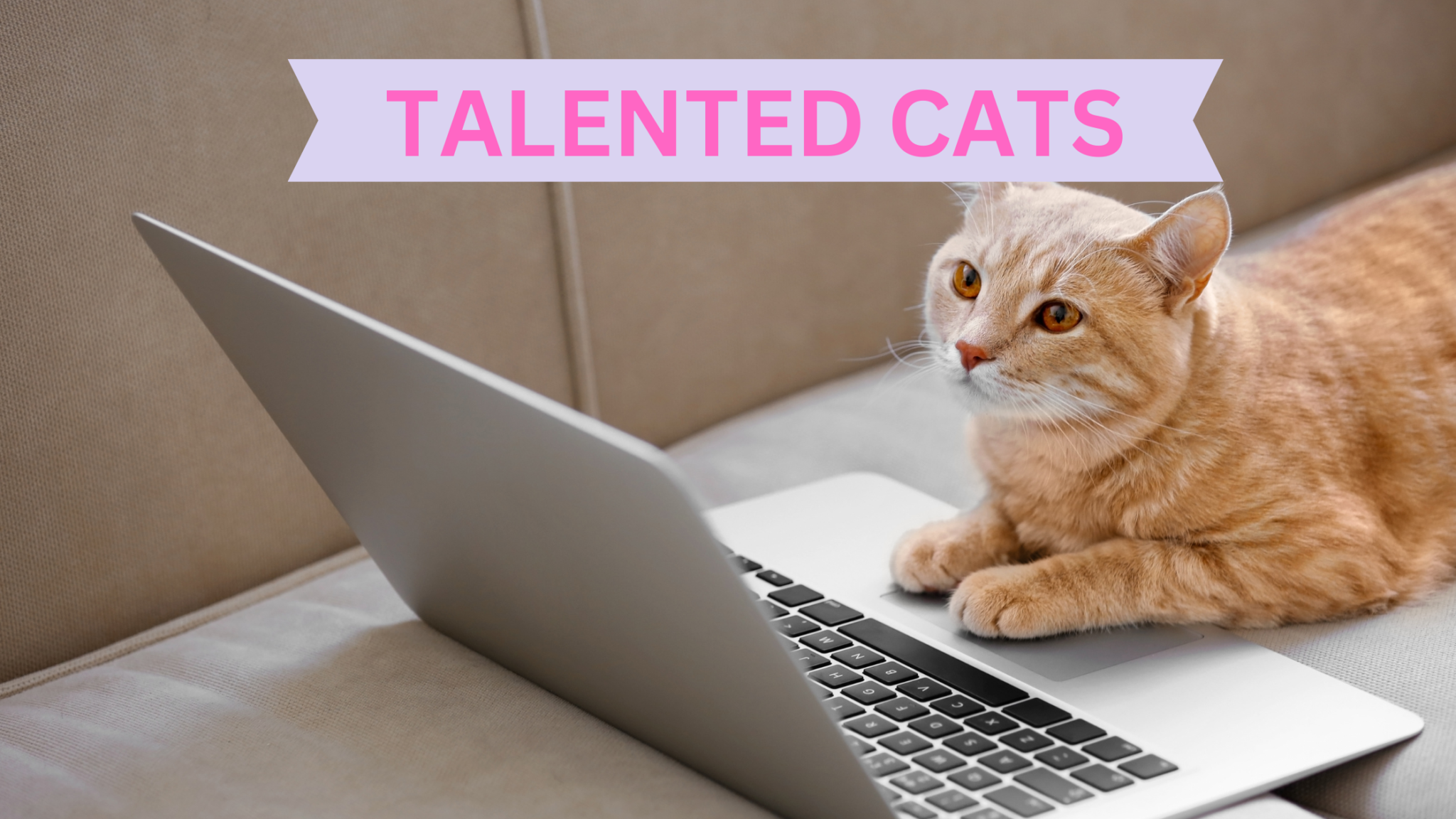 HOME [dorkycats.com]