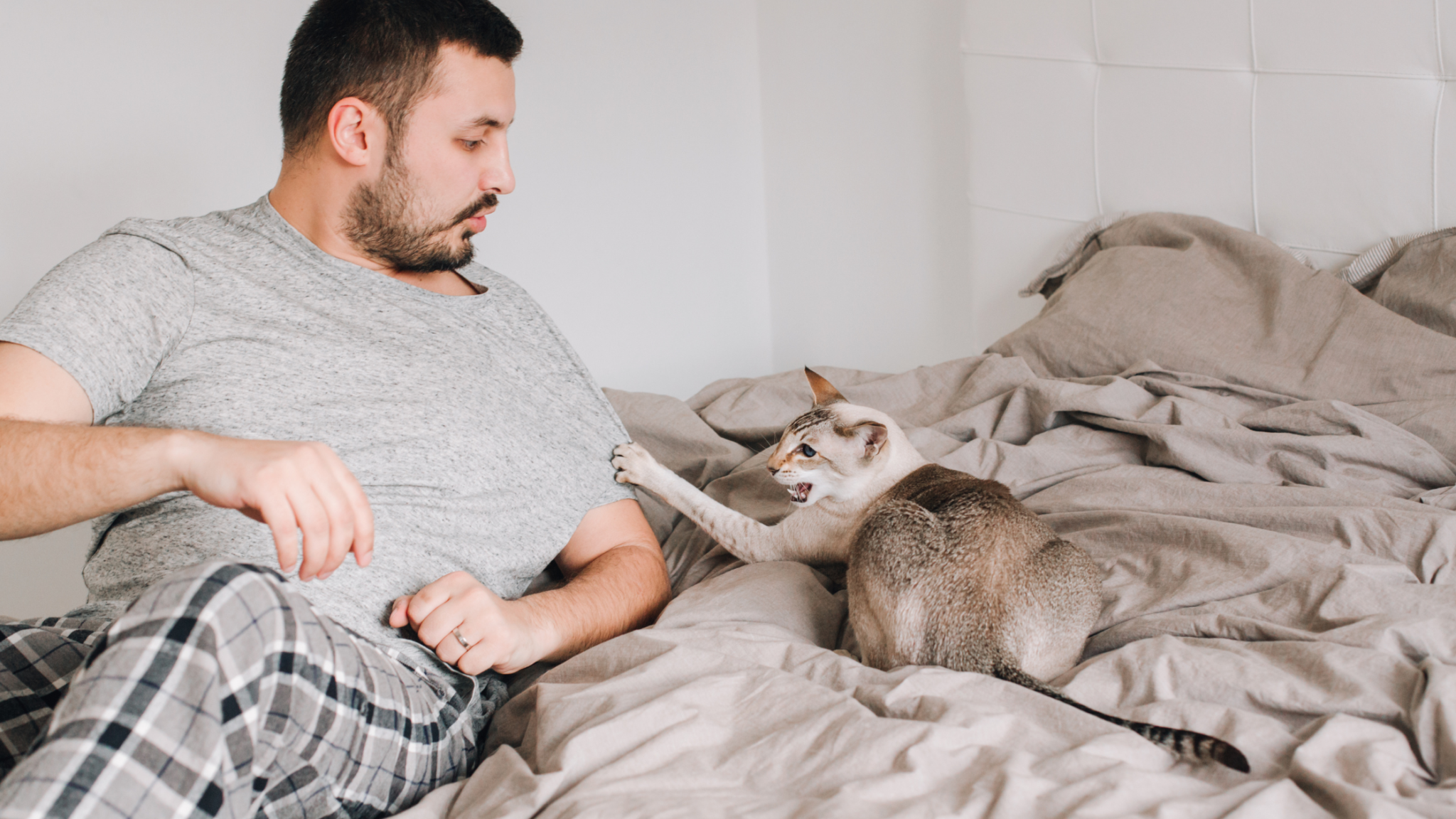 IS MOLD DANGEROUS FOR CATS? 3 WAYS MOLD AFFECTS CATS - DorkyCats