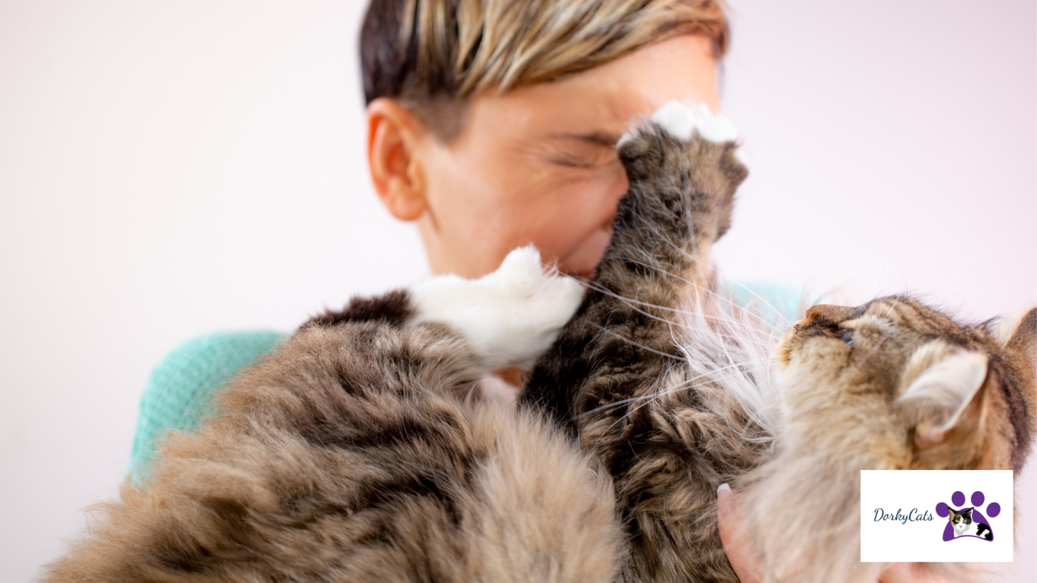HOW TO STOP CAT SCRATCHES FROM ITCHING? 5 PRACTICAL ADVICE - DorkyCats