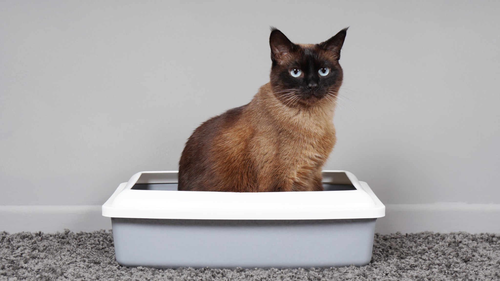 IS MOLD DANGEROUS FOR CATS? 3 WAYS MOLD AFFECTS CATS - DorkyCats