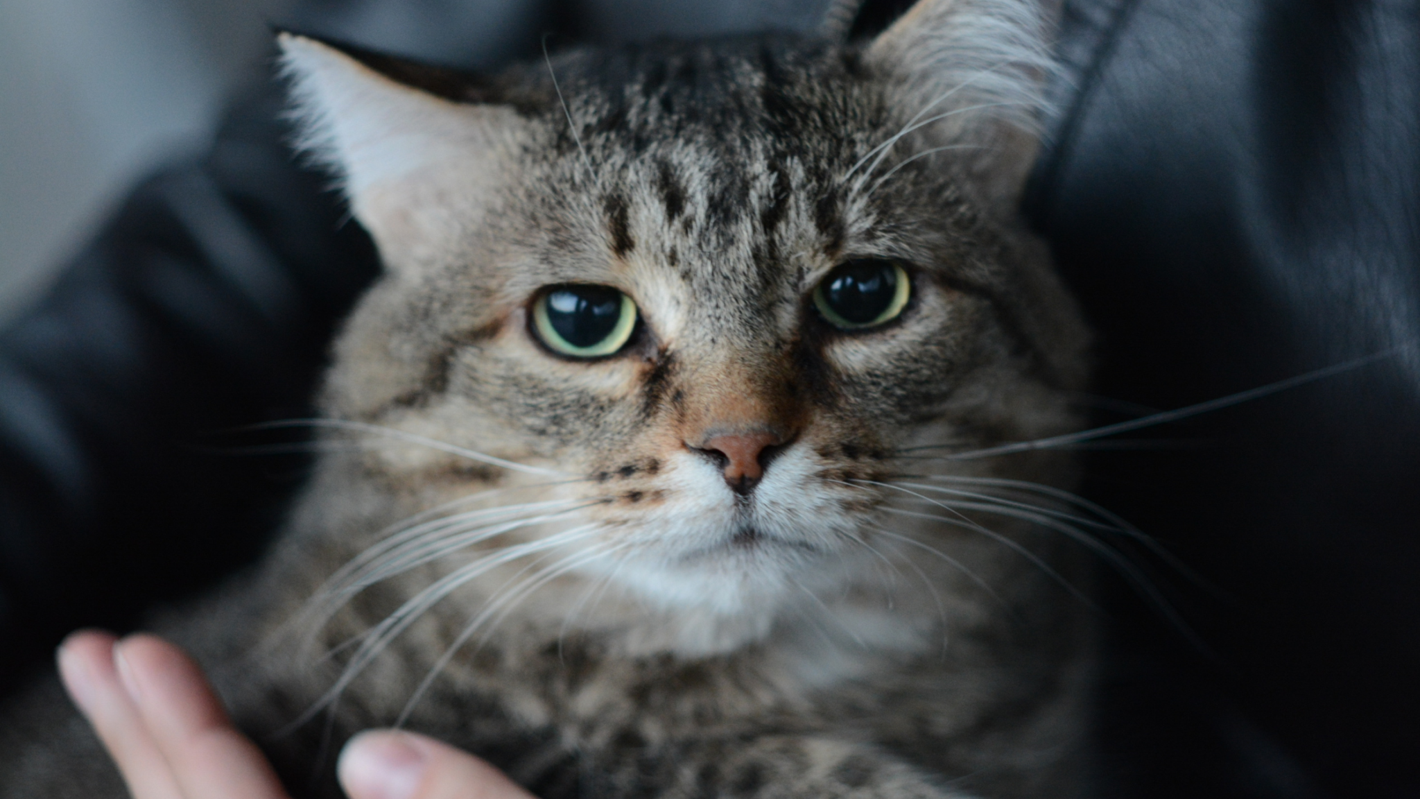 19+ CAT POSITIONS MEANING [WHILE SLEEPING OR AWAKE]