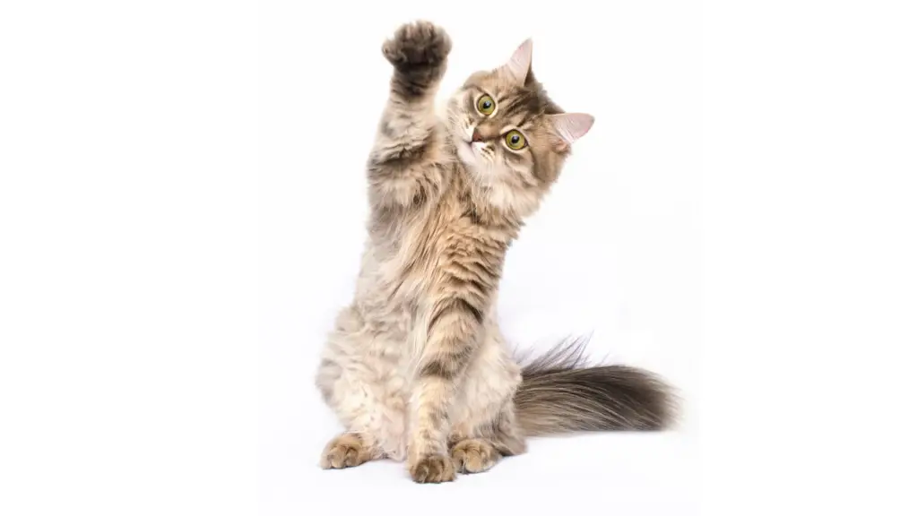 WHY IS MY CAT BATTING AT THINGS? 7+ FUNNY REASONS - DorkyCats