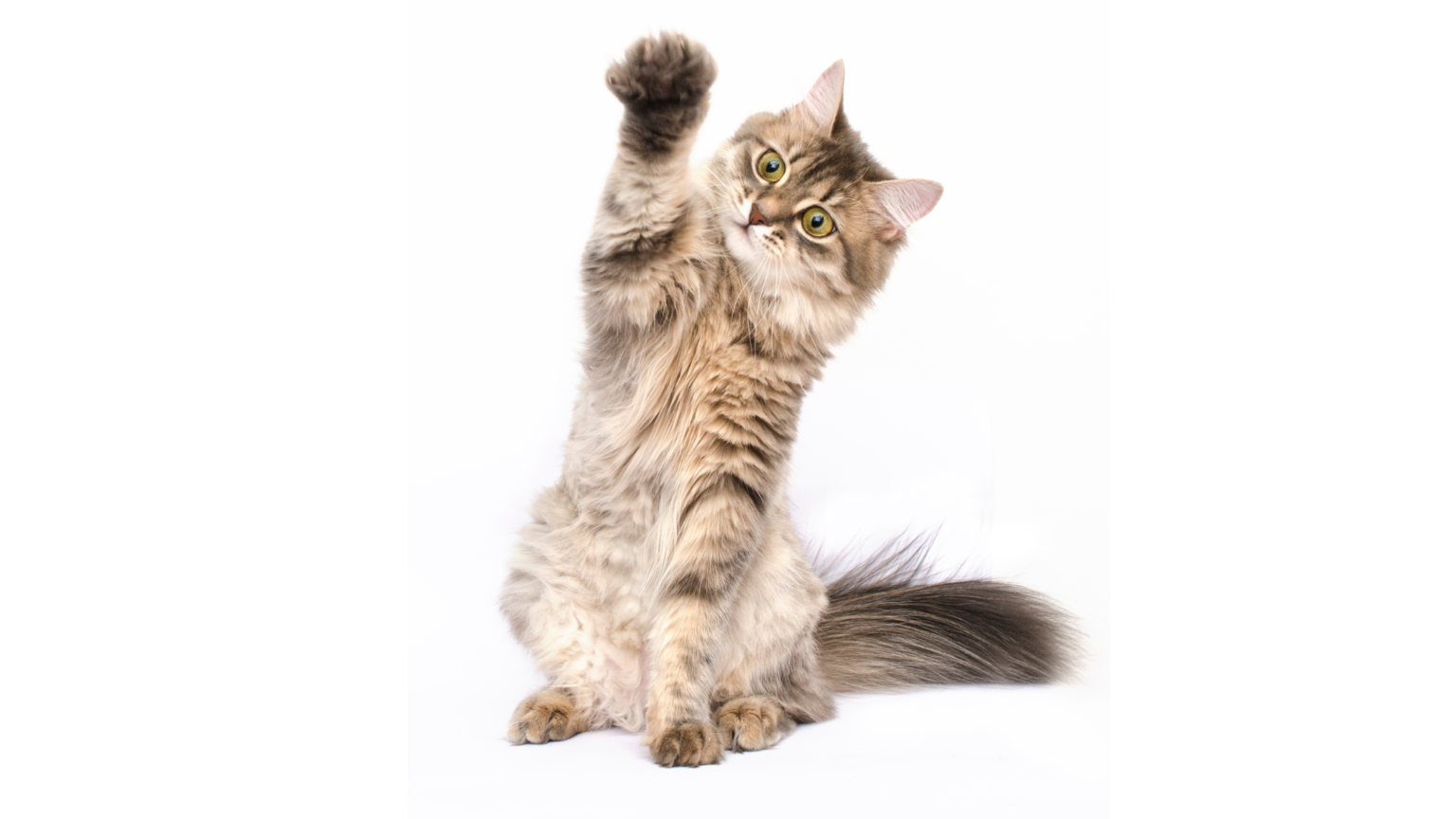 19+ CAT POSITIONS MEANING [WHILE SLEEPING OR AWAKE]