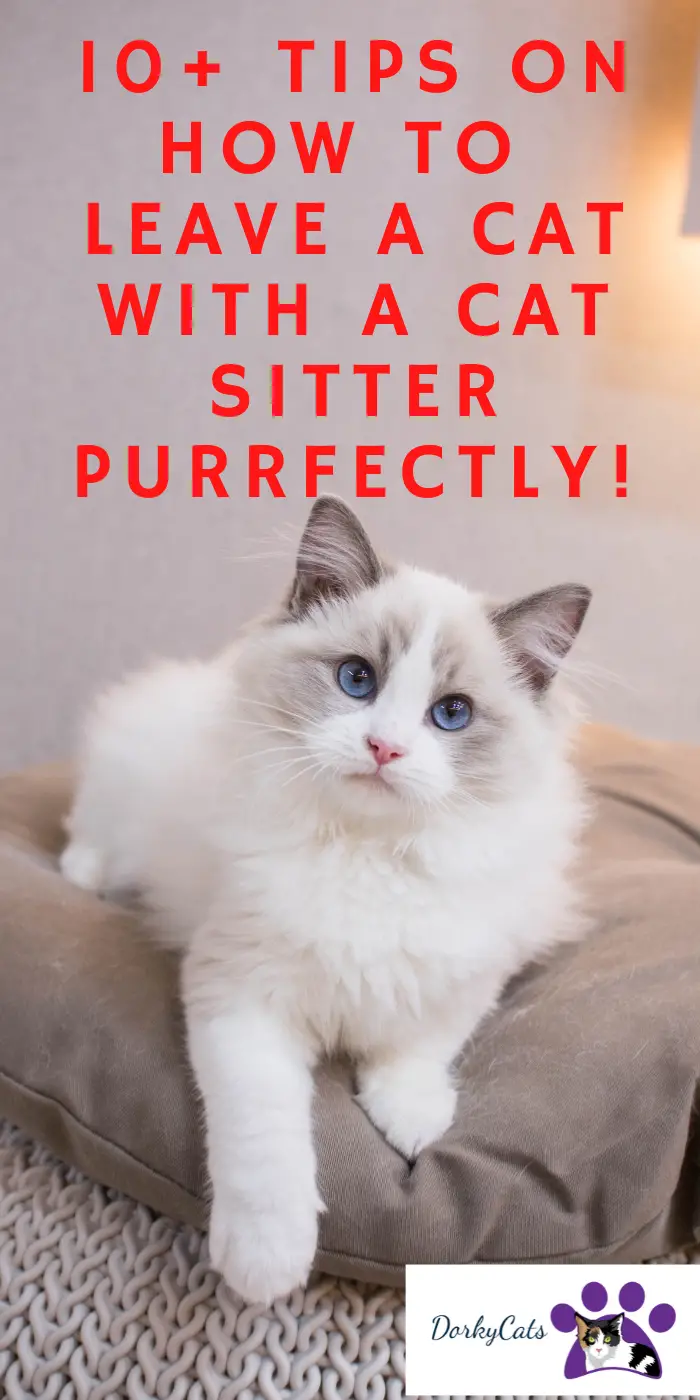 10+ TIPS ON HOW TO LEAVE A CAT WITH A CAT SITTER PURRFECTLY! - DorkyCats